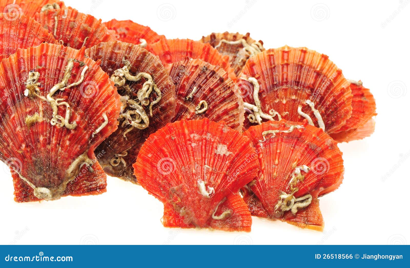 Red scallops stock photo. Image of ocean, jakob, fruit - 26518566