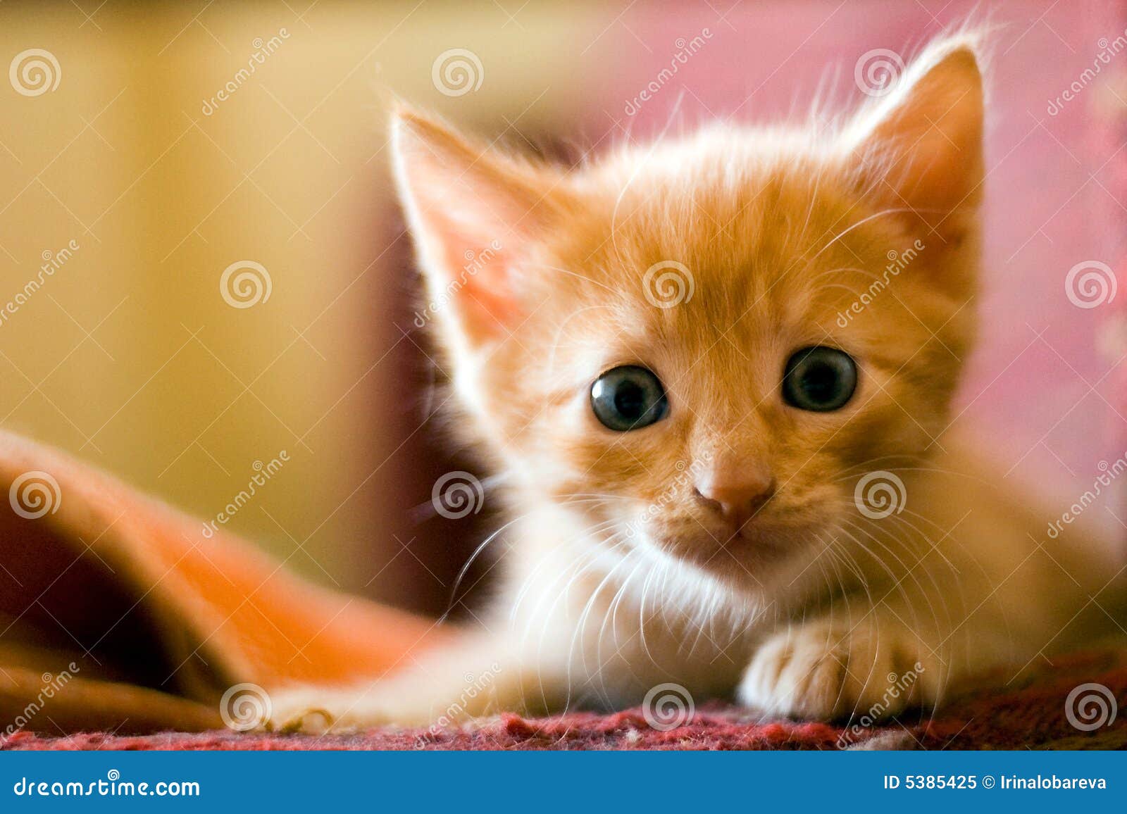 Red scared kitten stock image. Image of little, head, animal - 5385425