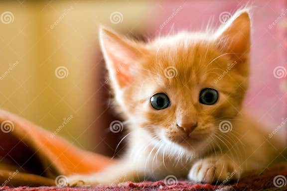 Red scared kitten stock image. Image of little, head, animal - 5385425