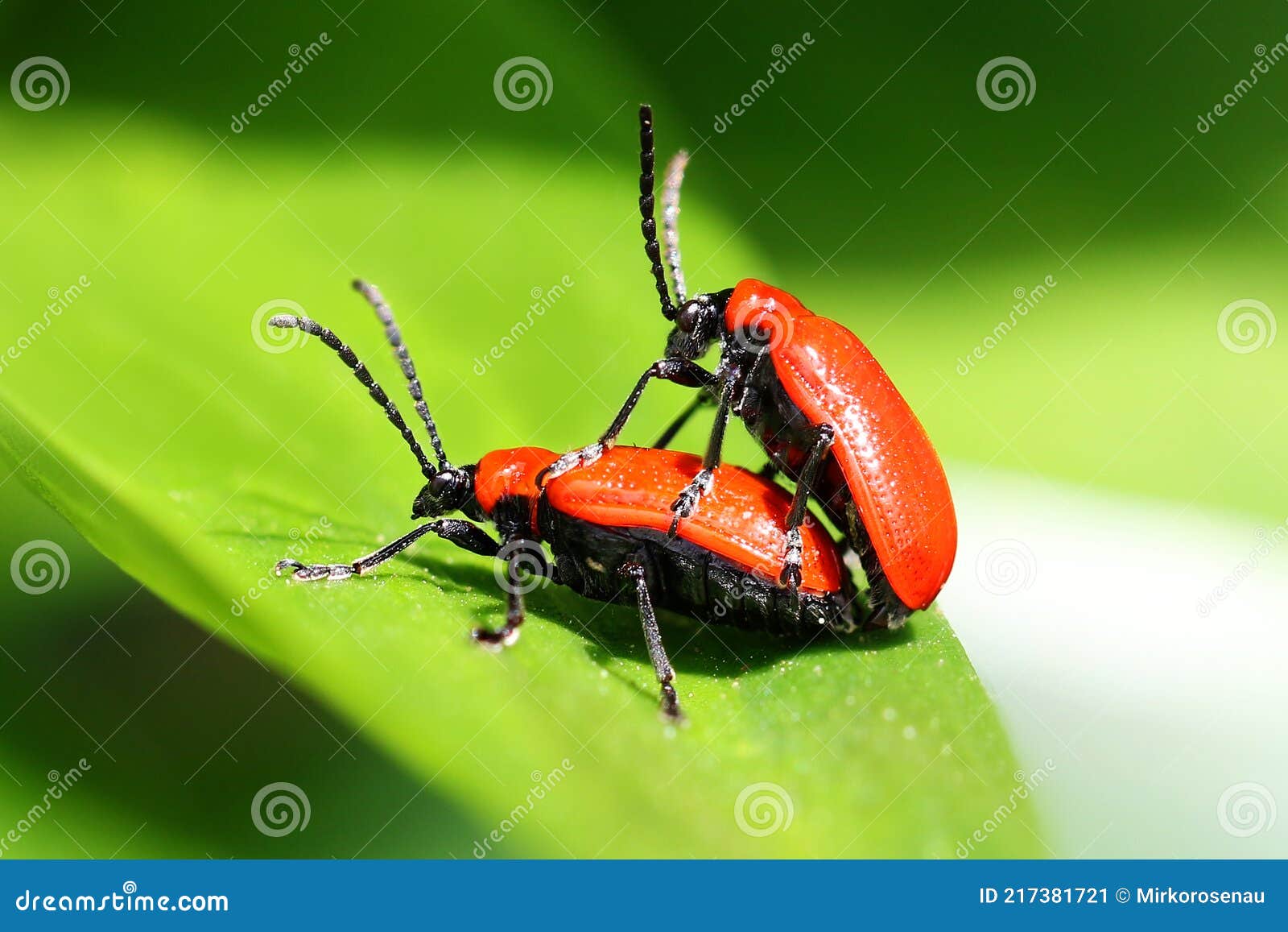 Red Scarlet Lily Beetle Bug Lilioceris Lilii Leaf Beetle Stock Image ...