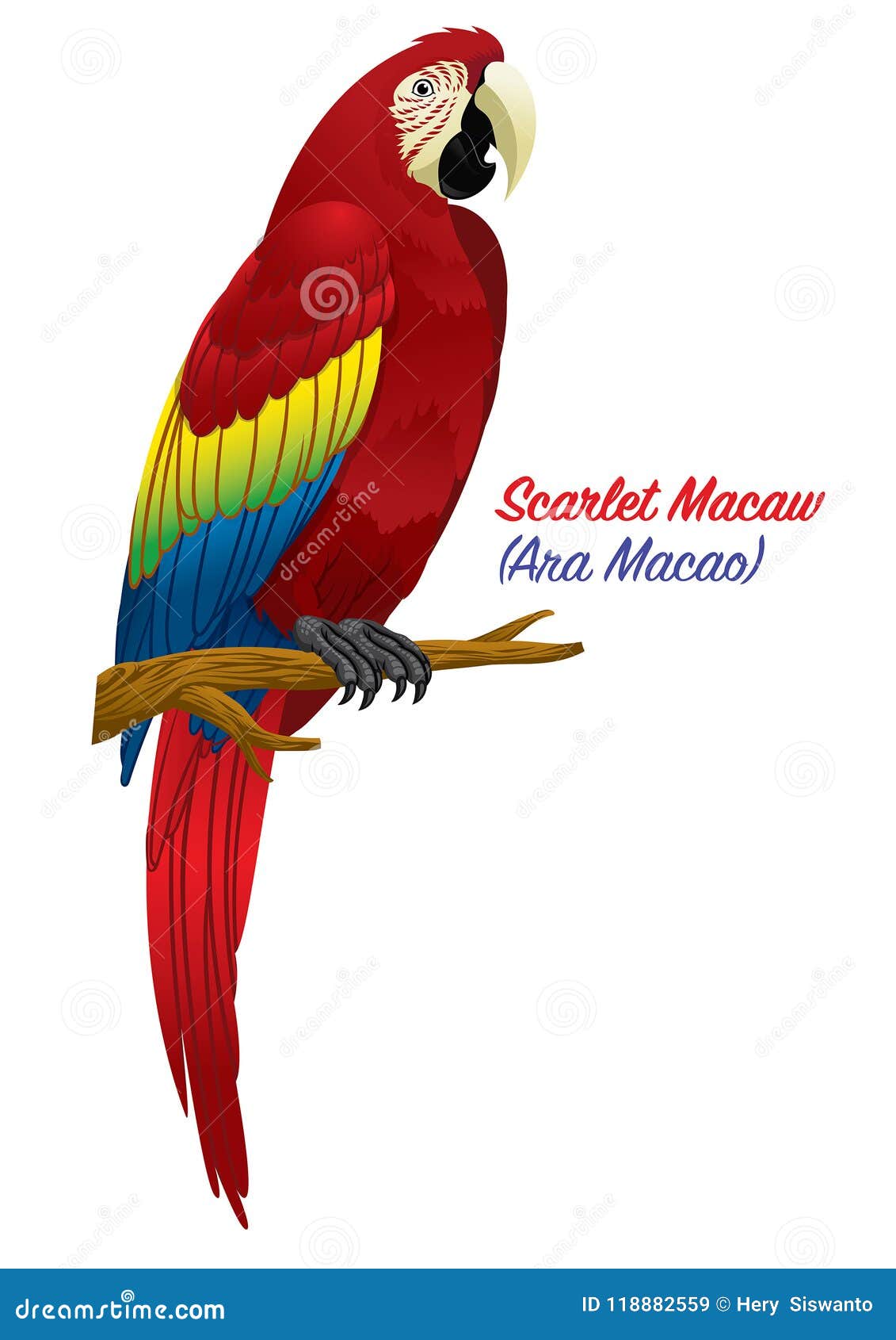 Red scarlet macaw bird stock vector. Illustration of park - 118882559