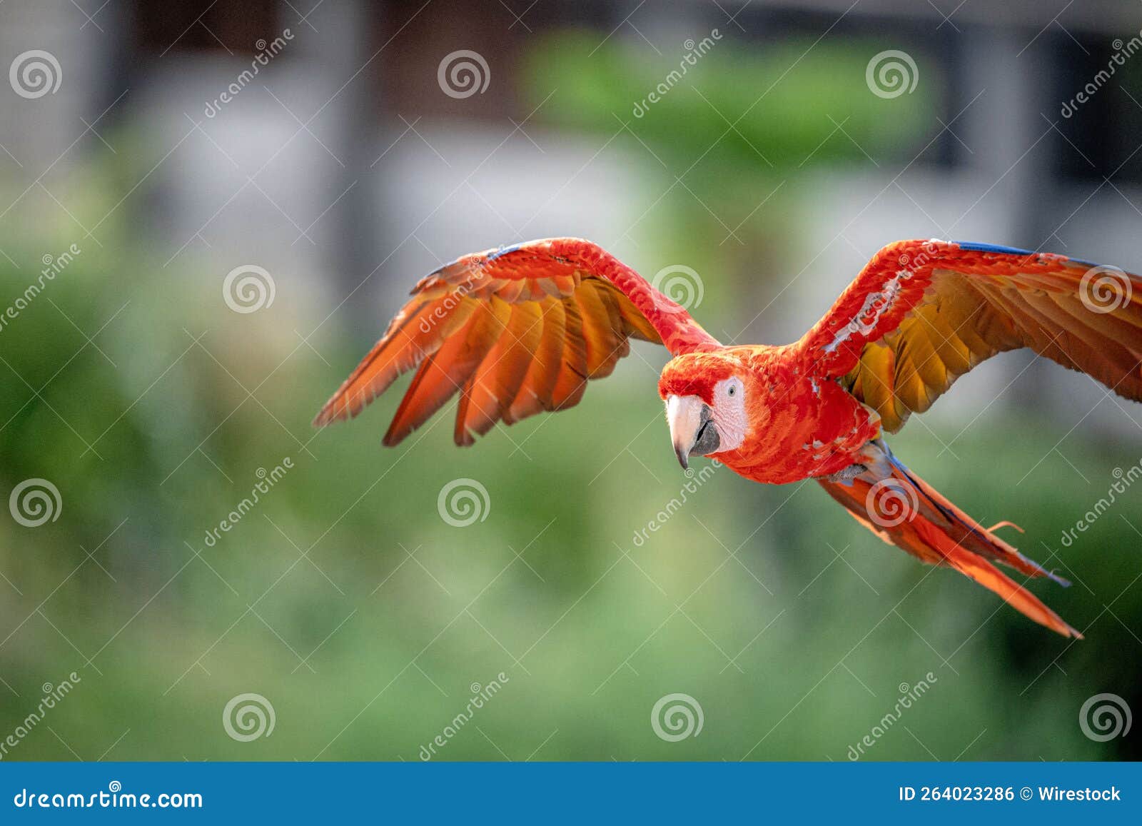 Red Scarlet Macaw in the Flight Stock Photo - Image of forest, bright ...
