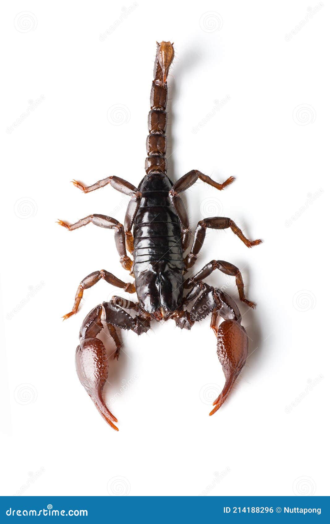 Red scorpion stock photo. Image of scorpion, animal - 214188296