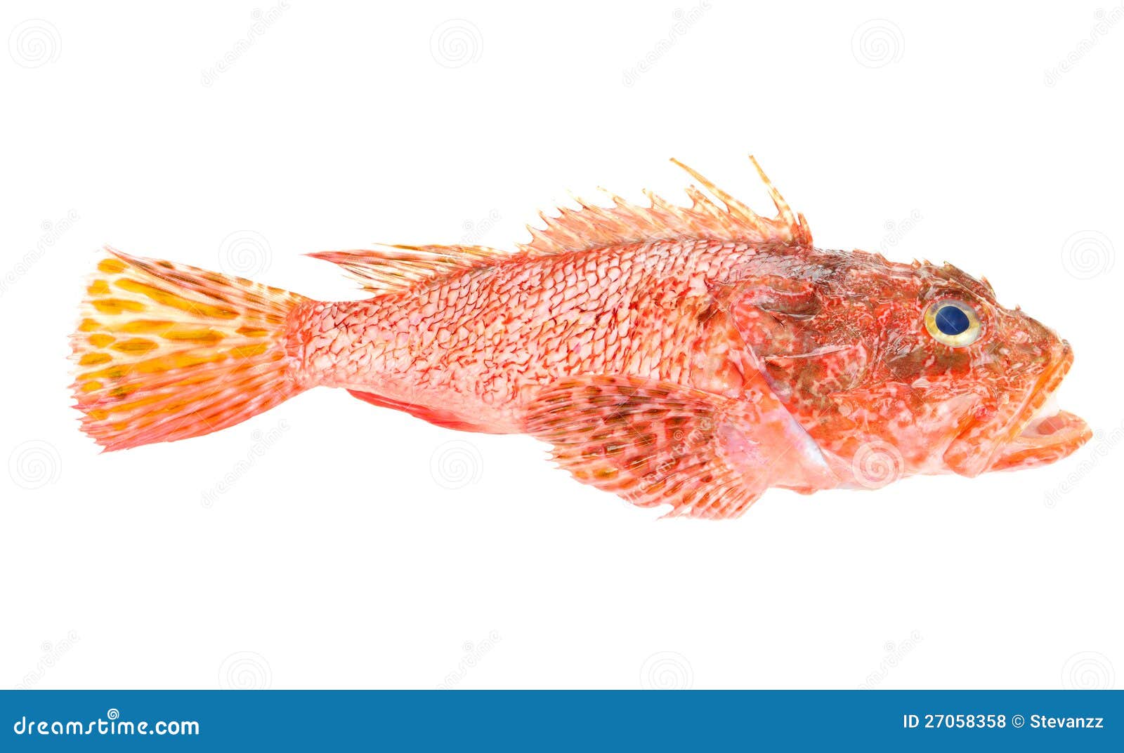 Red Scorpion Fish