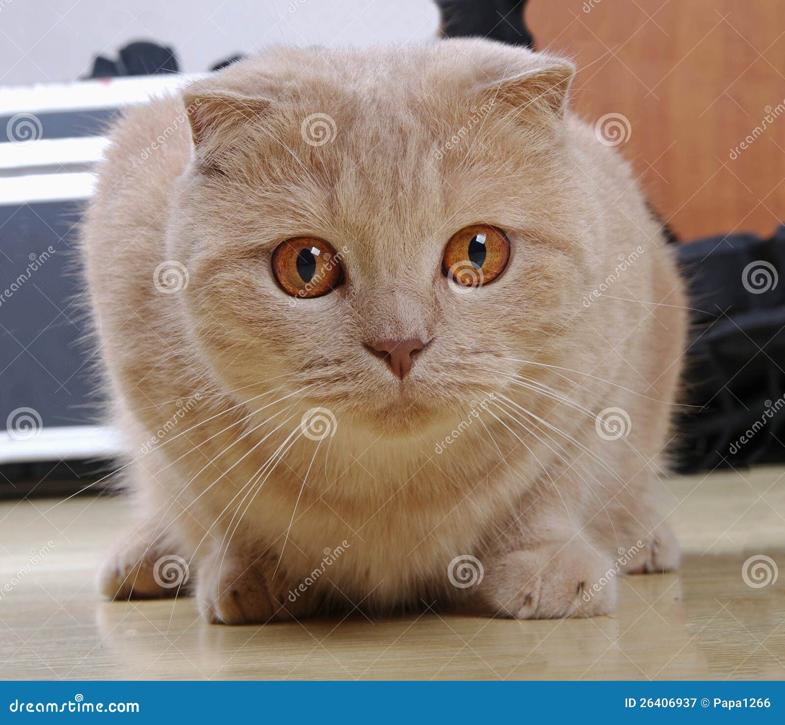 Red scottish fold stock image. Image of eyes, female - 26406937
