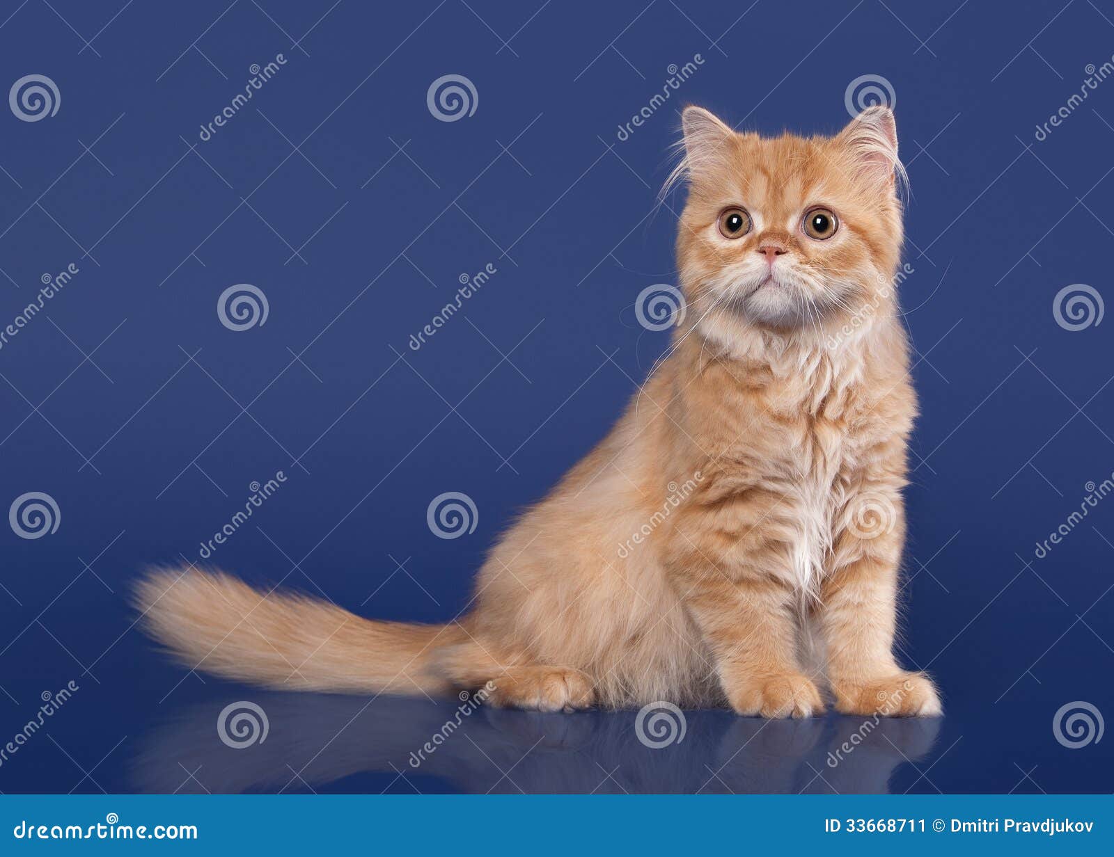Red Scottish Highland Cat on Dark Blue Background Stock Image - Image ...
