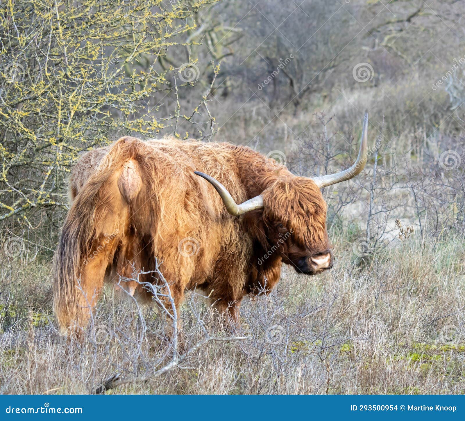 Red Scottish Highlander Cow Scratching Her Own Back Stock Photo - Image ...