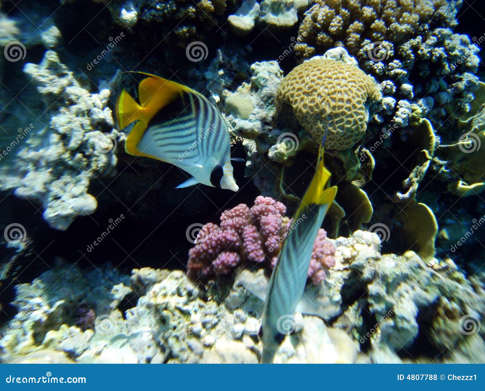 Red Sea 2 stock photo. Image of life, afrika, wild, wildlife - 4807788