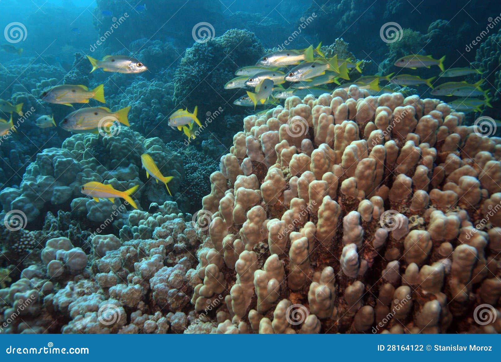 Red Sea stock photo. Image of color, journey, colored - 28164122