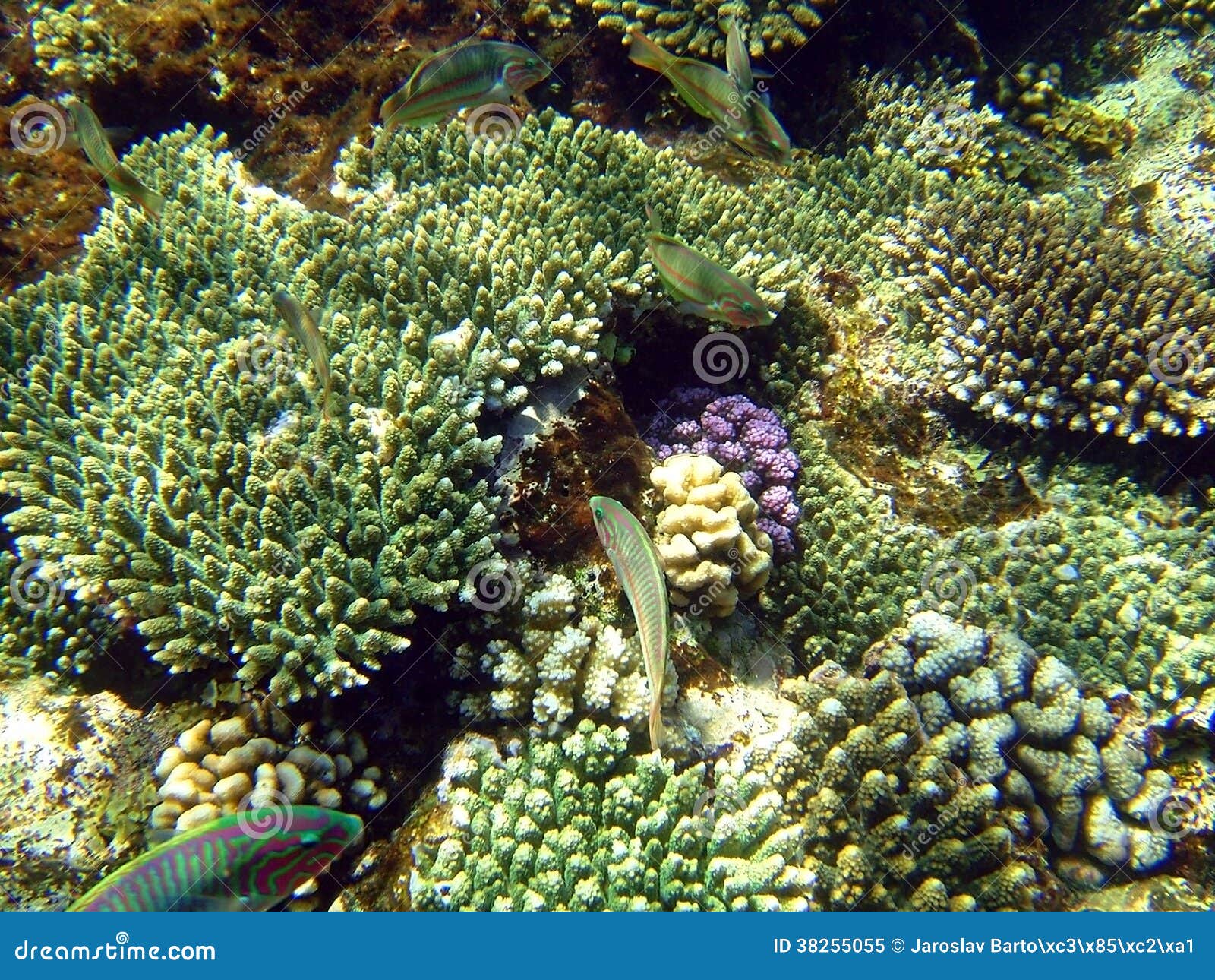 Red Sea stock image. Image of wild, water, reef, wildlife - 38255055