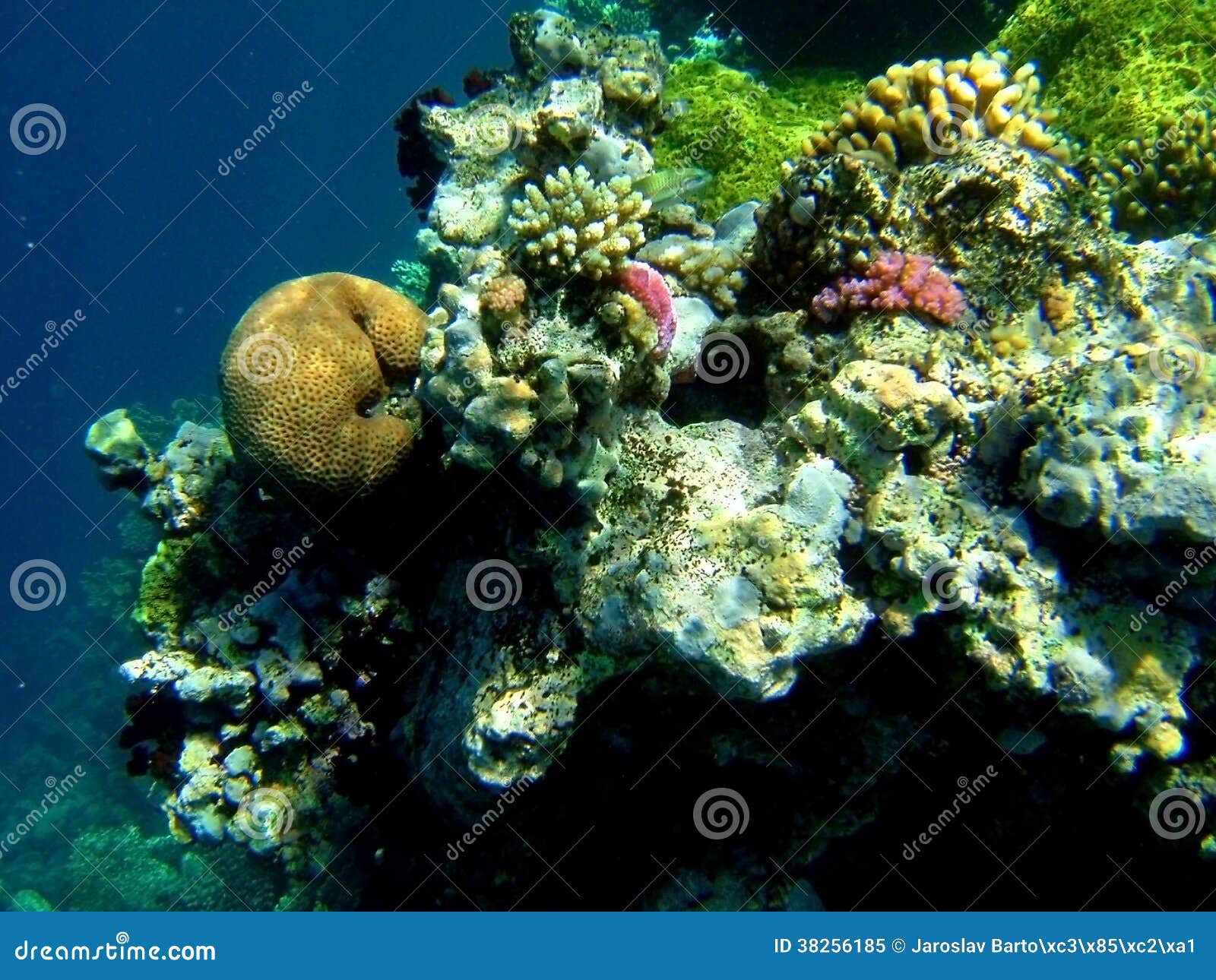 Red Sea stock image. Image of wildlife, tropical, background - 38256185