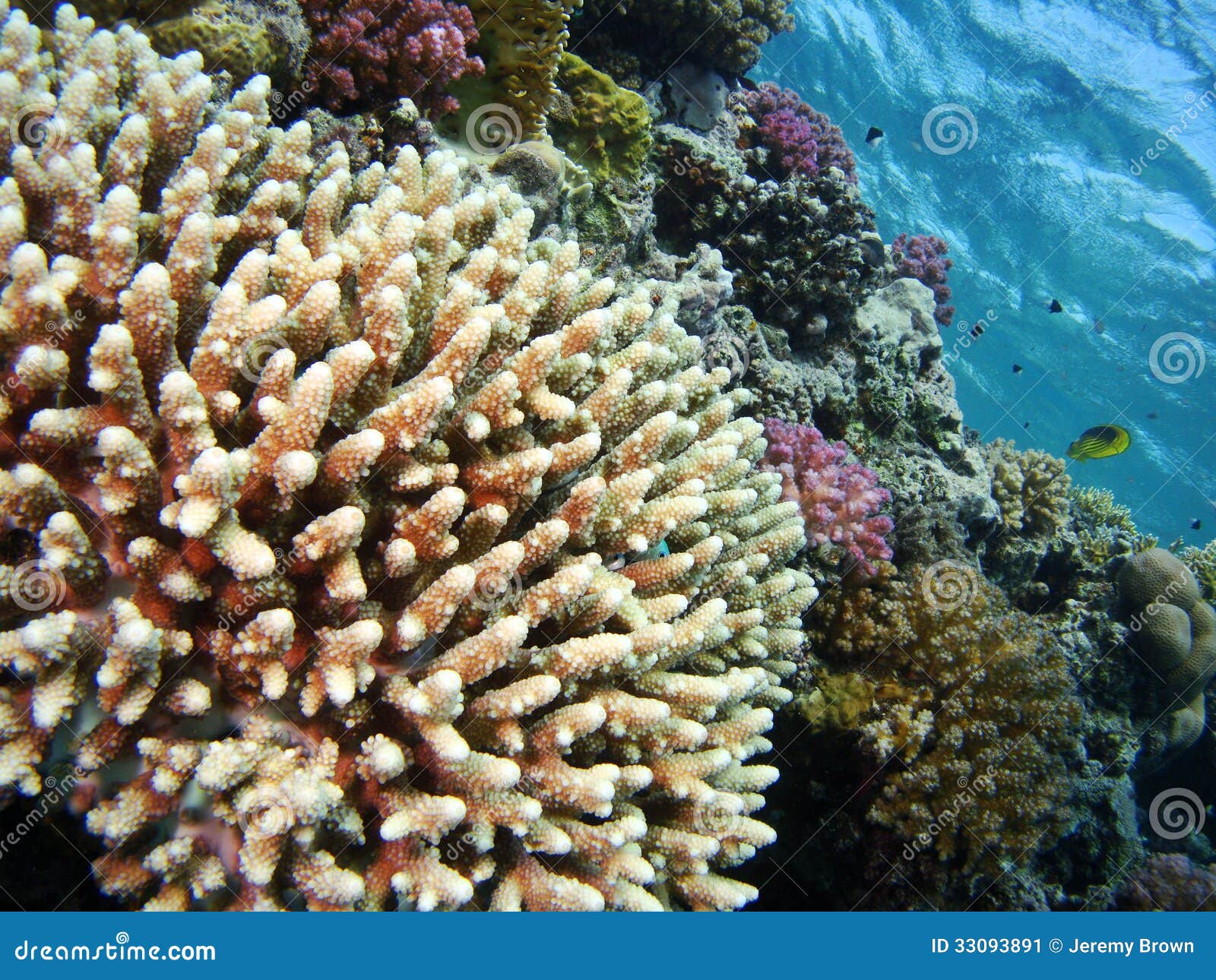 Red Sea Acropora Corals stock image. Image of tropical - 33093891