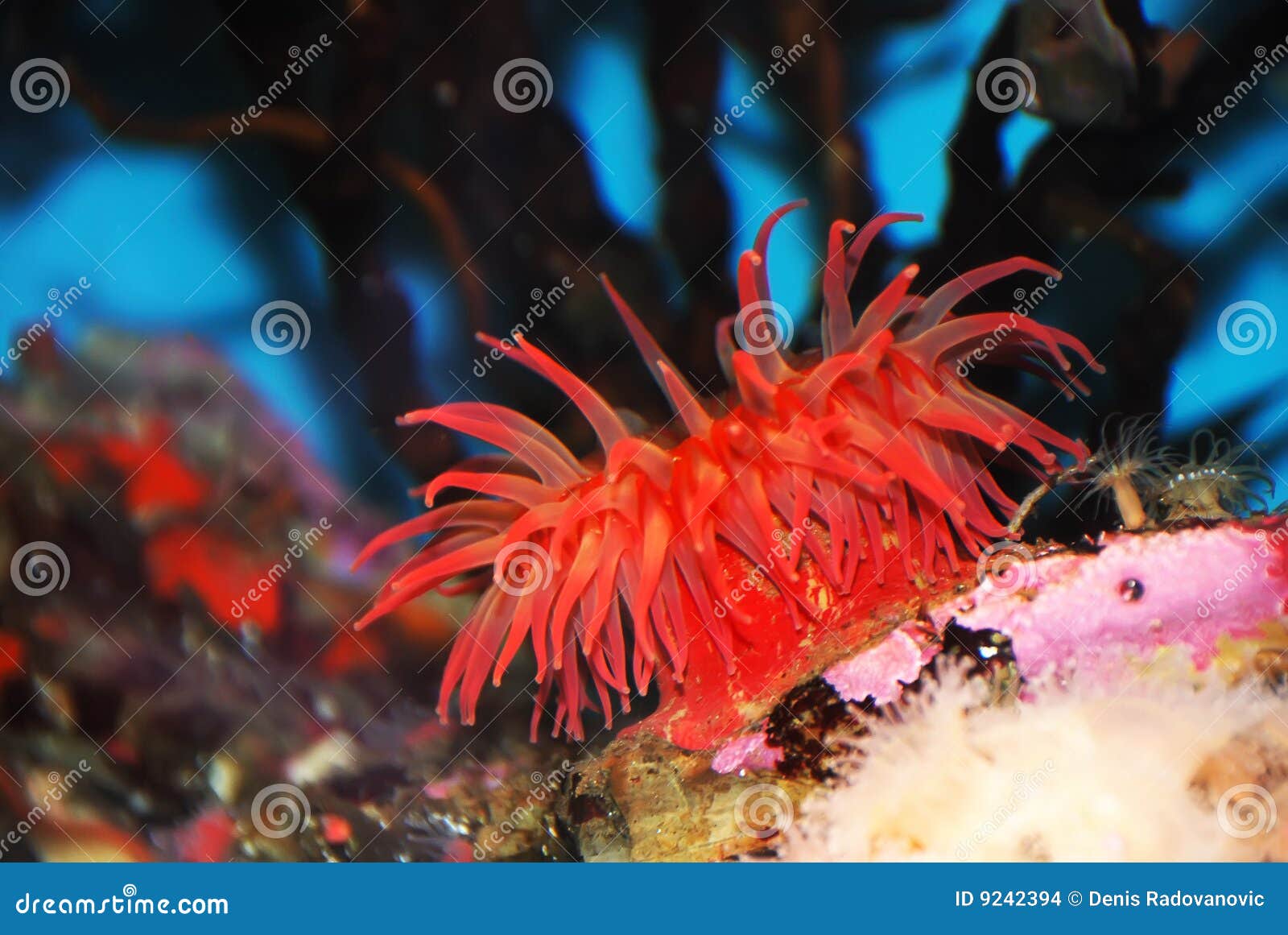 Red Sea Anemone stock photo. Image of coral, scuba, tealia - 9242394