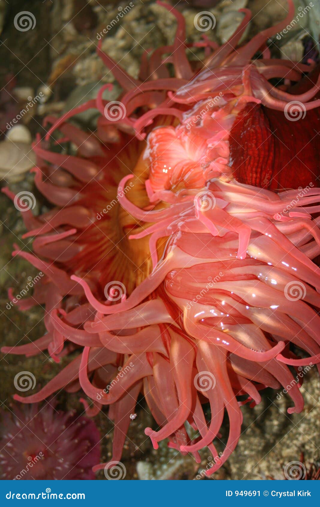 Red sea anemone stock image. Image of animal, closeup, abstract - 949691