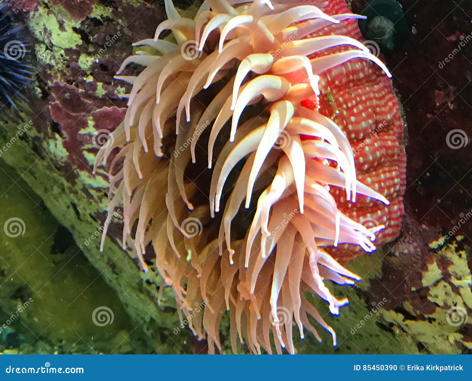 Red Sea Anemone stock photo. Image of life, tropical - 85450390