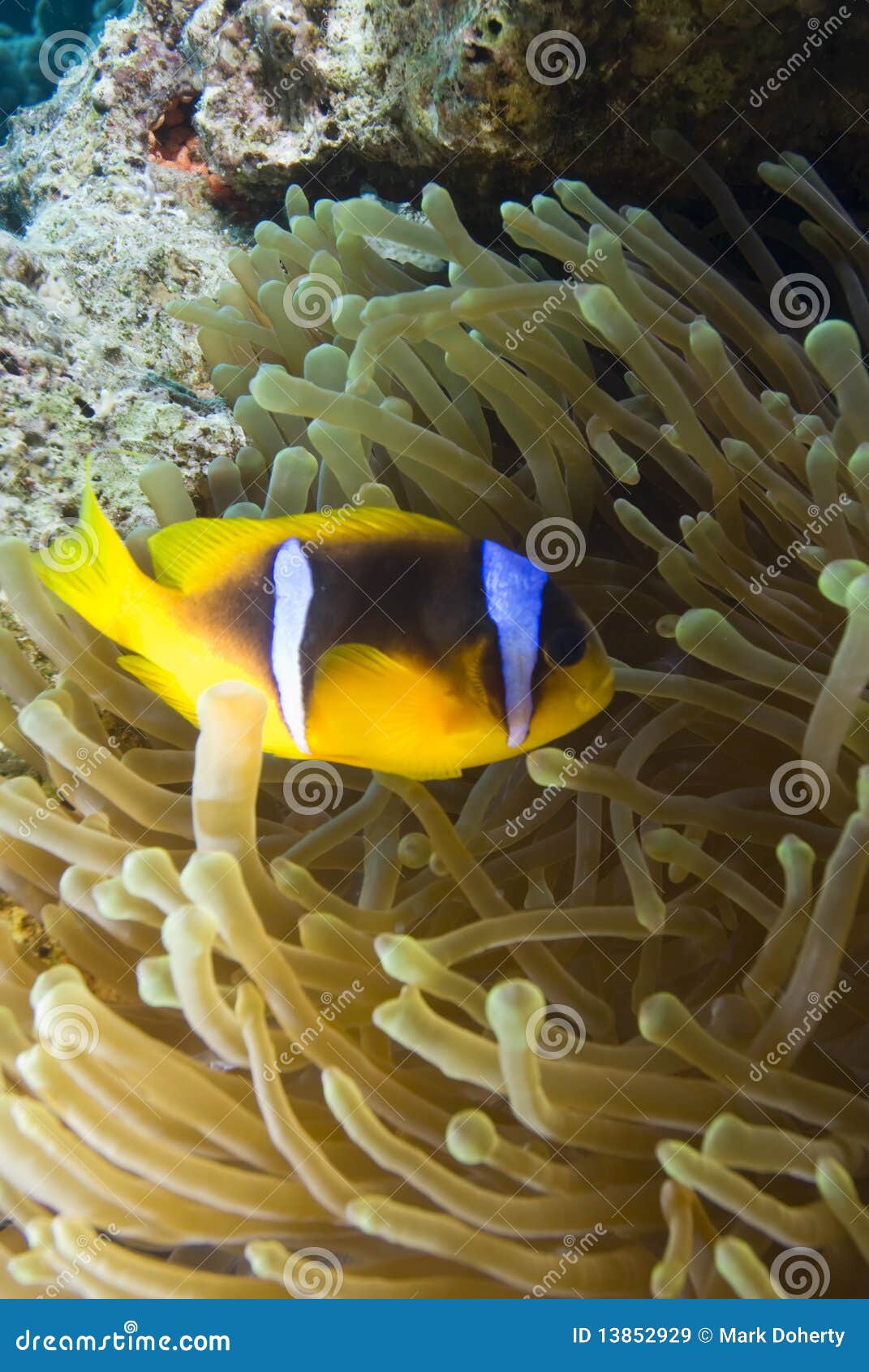 Red sea anemone fish stock image. Image of life, coral - 13852929