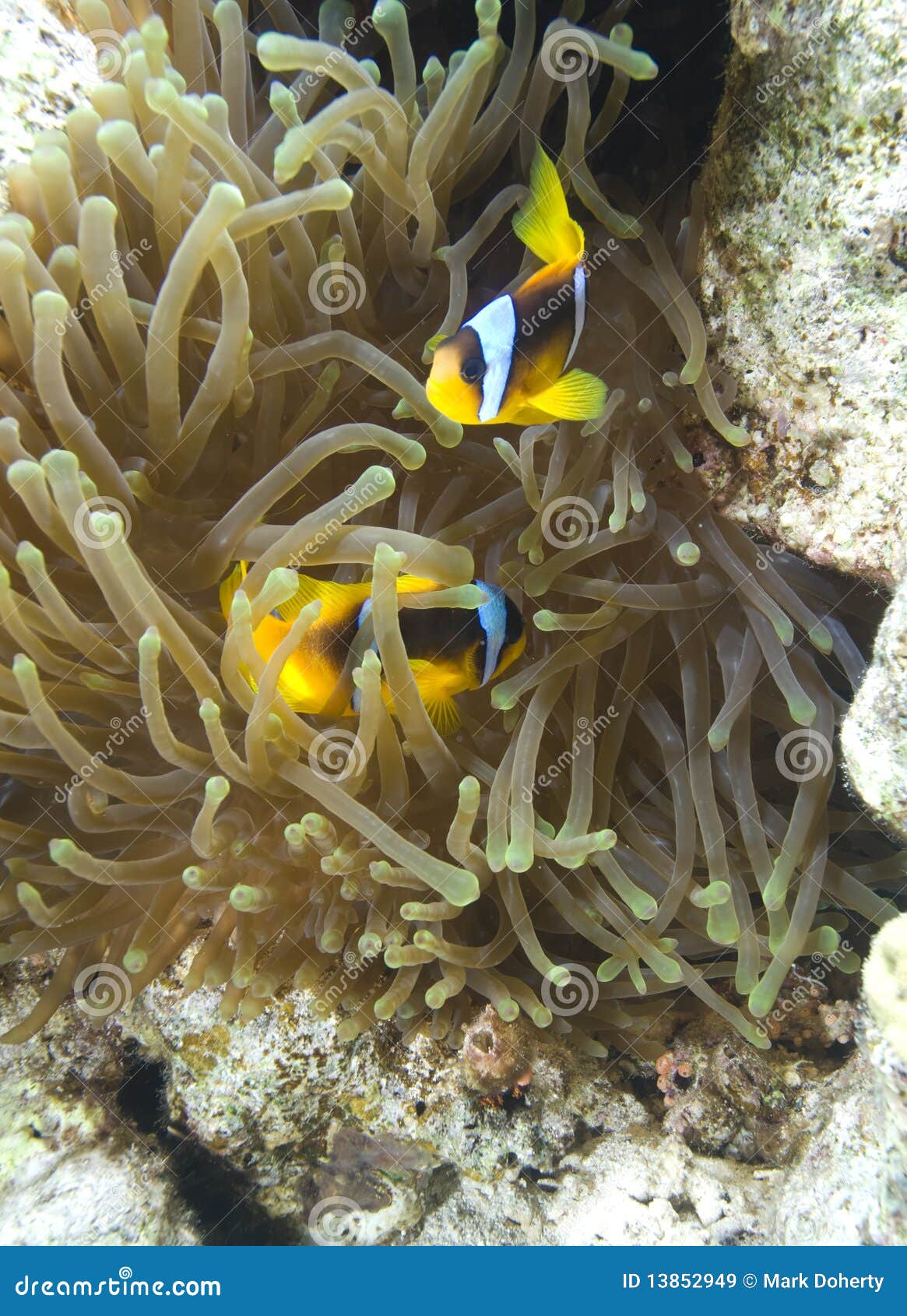 Red sea anemone fish stock image. Image of anemone, underwater - 13852949