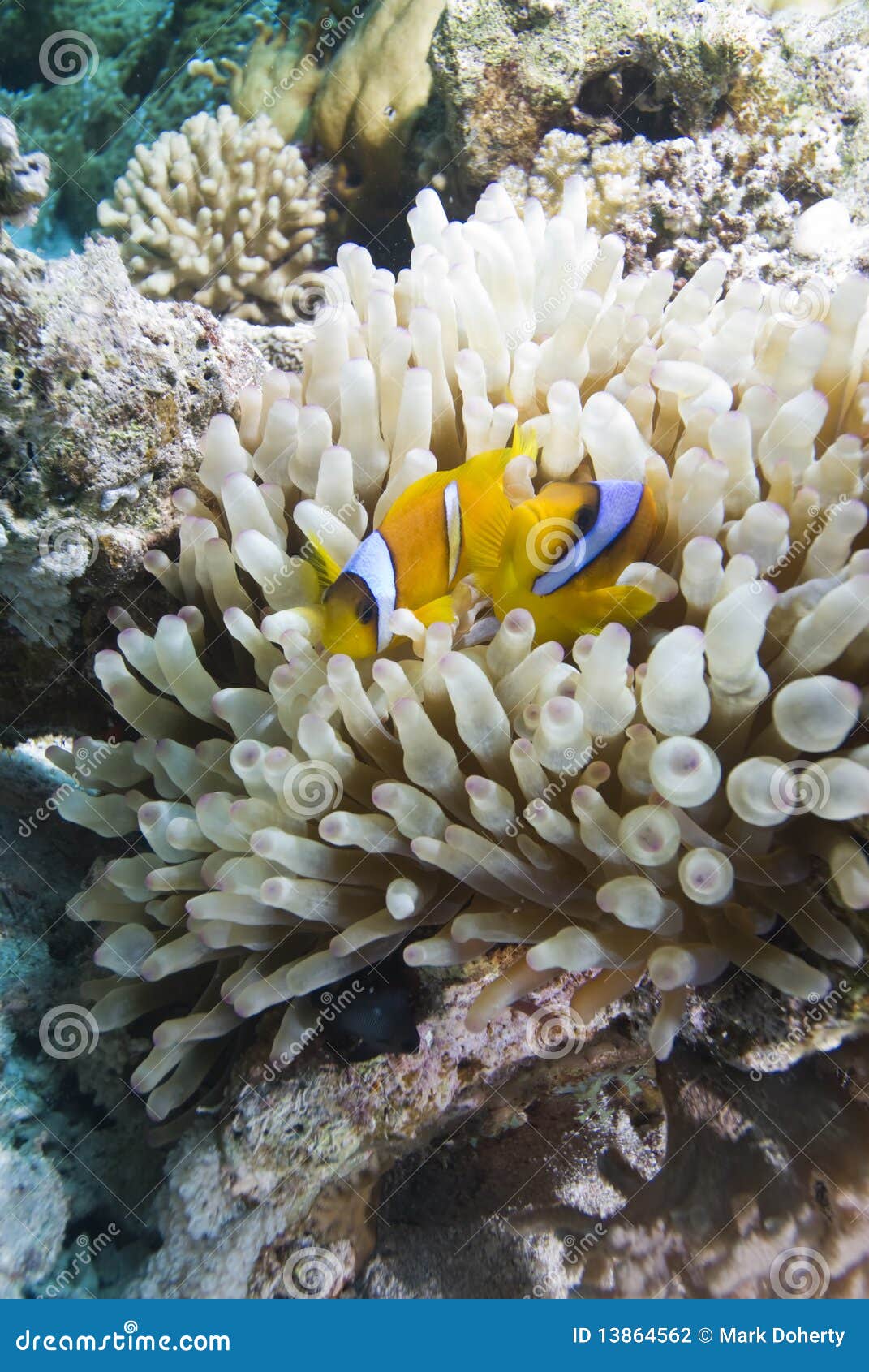 Red sea anemone fish stock photo. Image of relationship - 13864562