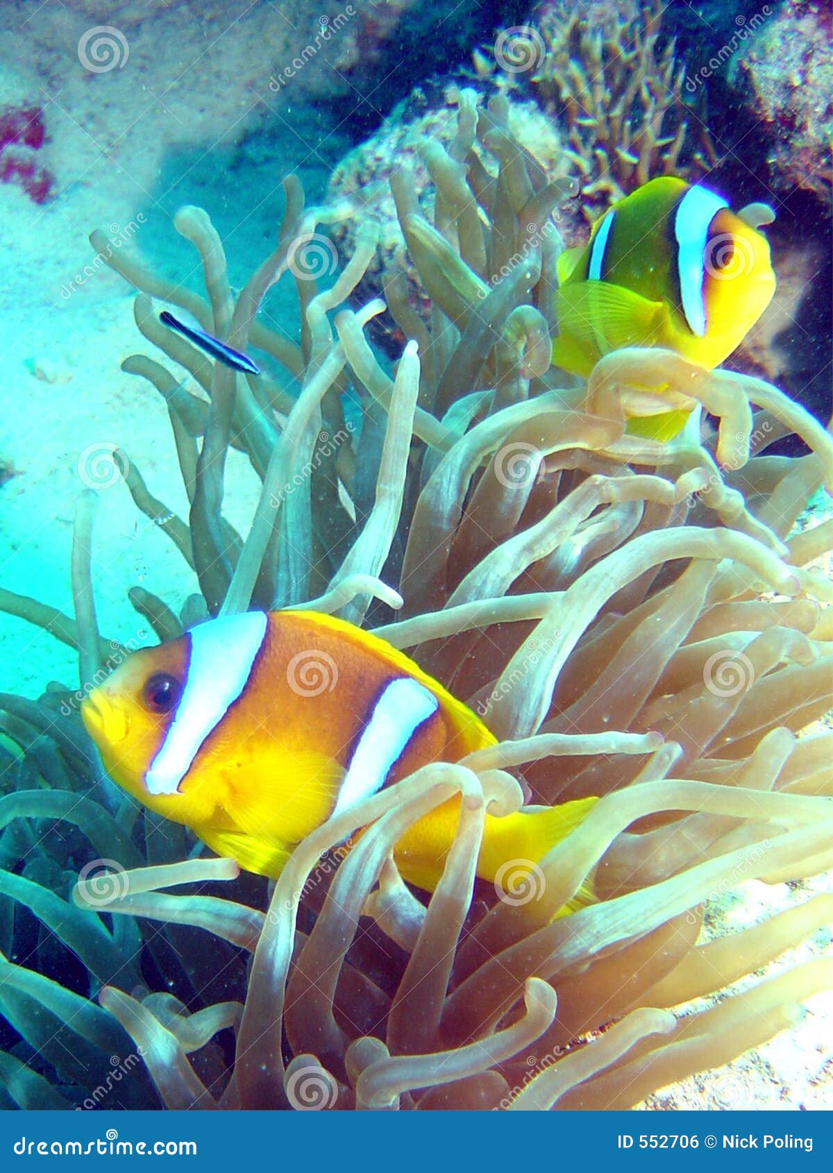 Red Sea Anemone fish stock photo. Image of tail, creature - 552706