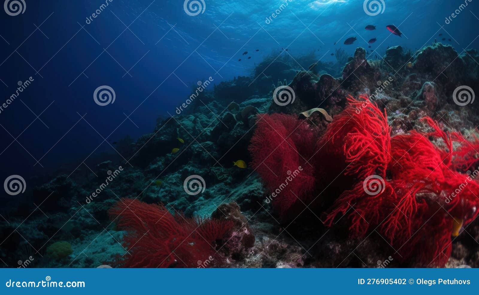 A Red Sea Anemone on a Reef in the Ocean Stock Photo - Image of diving ...