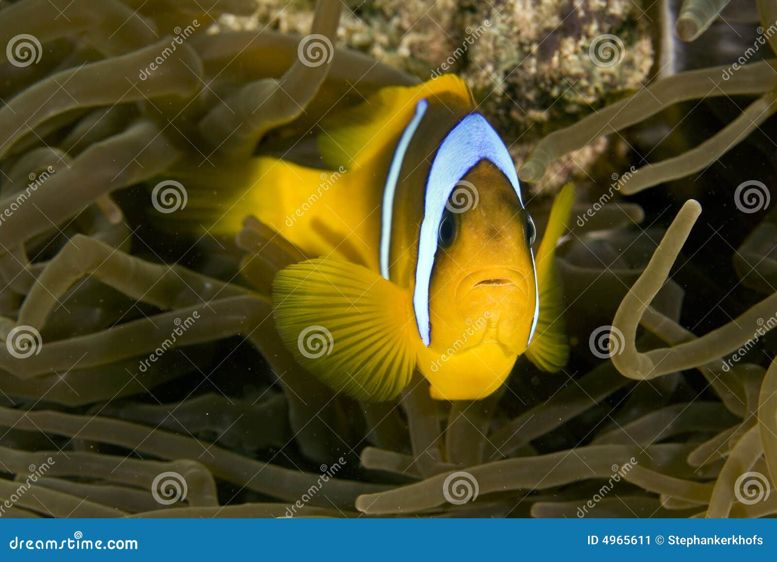 Red Sea Anemonefish (Amphipiron Bicinctus) and Bub Stock Image - Image ...