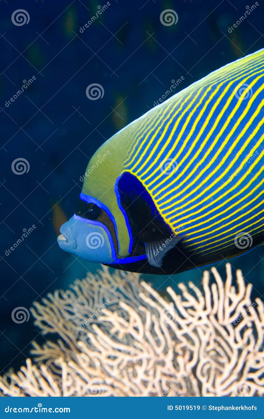 Red Sea Angelfish (Pomacanthus Maculosus) Stock Image - Image of ...