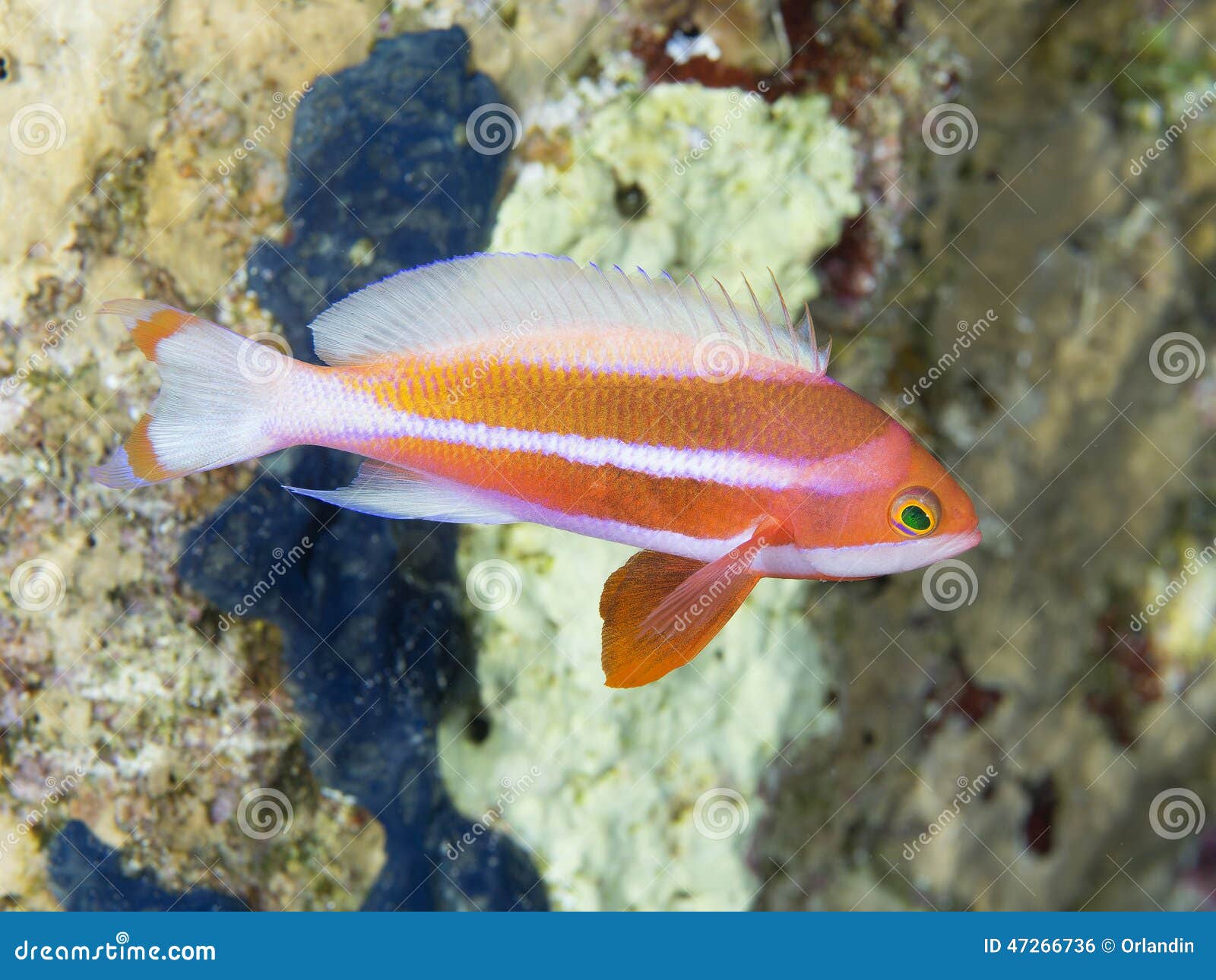 Red sea anthias stock photo. Image of wildlife, pseudanthias - 47266736