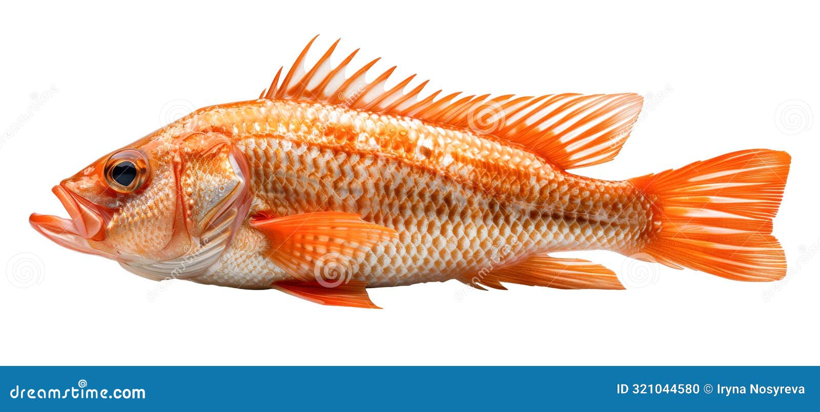 Red Sea Bass Fish Isolated On White Background. Generated By AI Stock ...