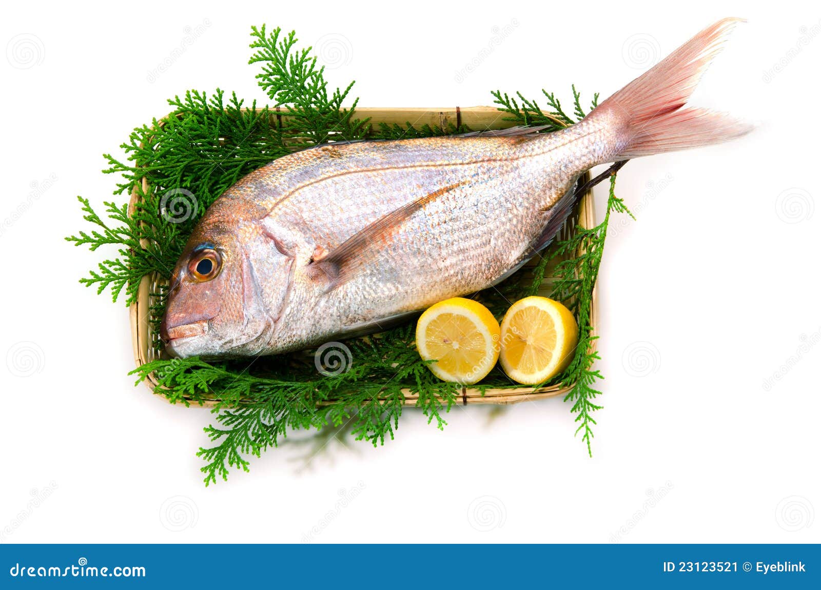 Red sea bream stock image. Image of bream, white, life - 23123521