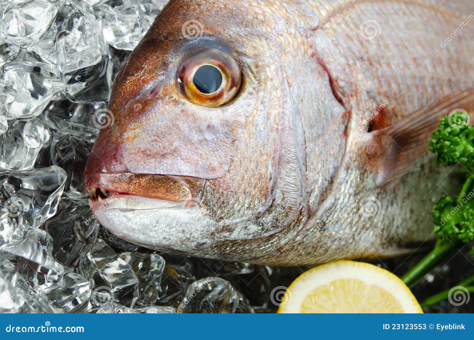 Red sea bream stock image. Image of heterotherm, organic - 23123553