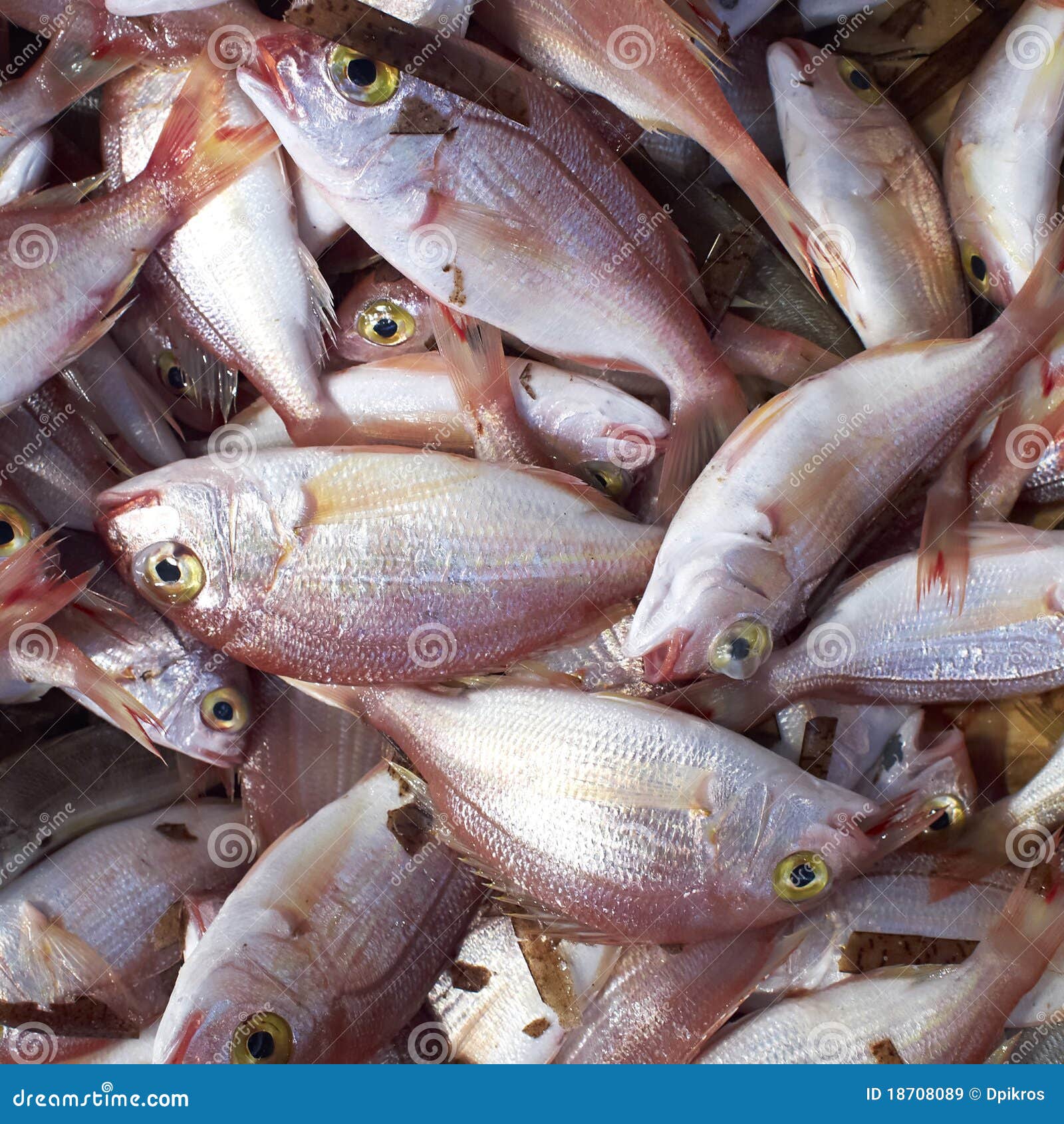 Red Sea Bream Fish Royalty-Free Stock Photography | CartoonDealer.com ...