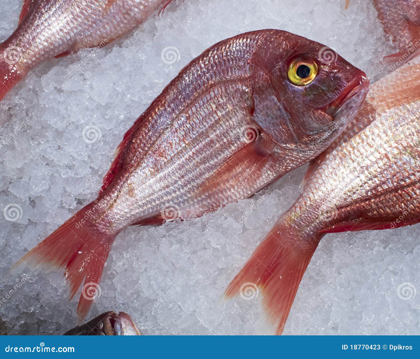 Red Sea Bream Fish Stock Photos - Image: 18770423