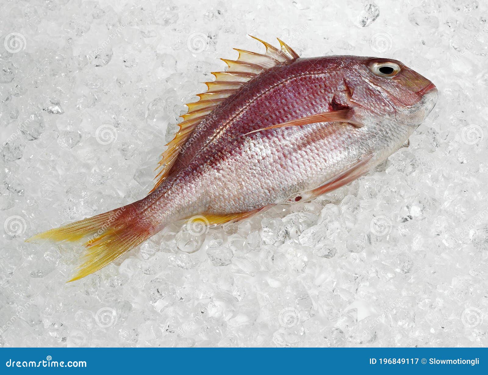 Red Sea Bream, Pagellus Bogaraveon, Fresh Fish on Ice Stock Image ...