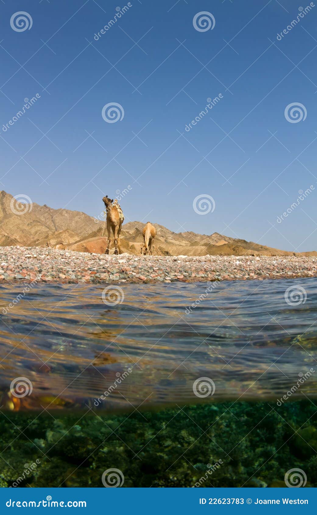 Red sea Camels stock image. Image of diving, animal, tropical - 22623783