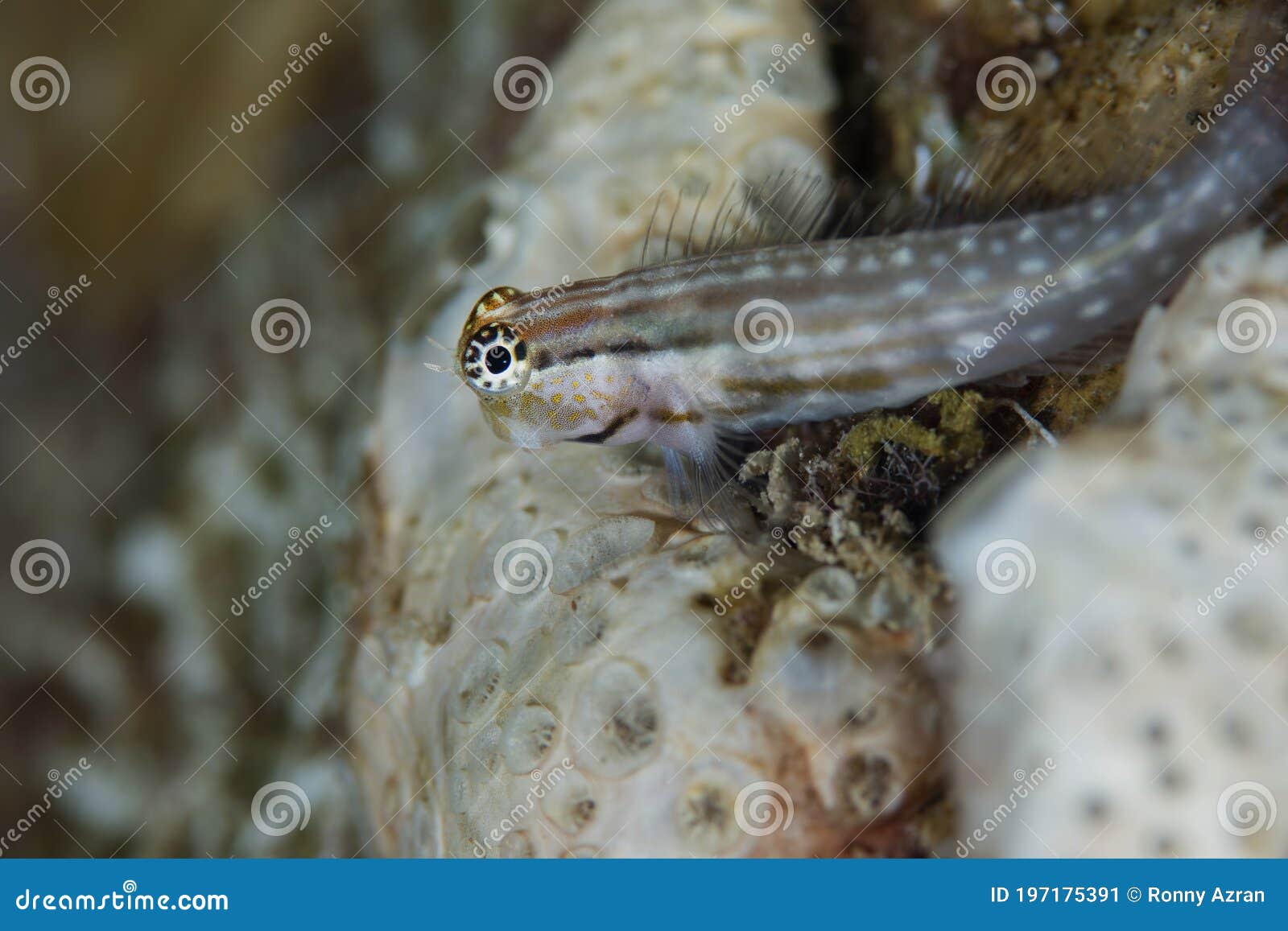 Red Sea combtooth blenny stock image. Image of sealife - 197175391
