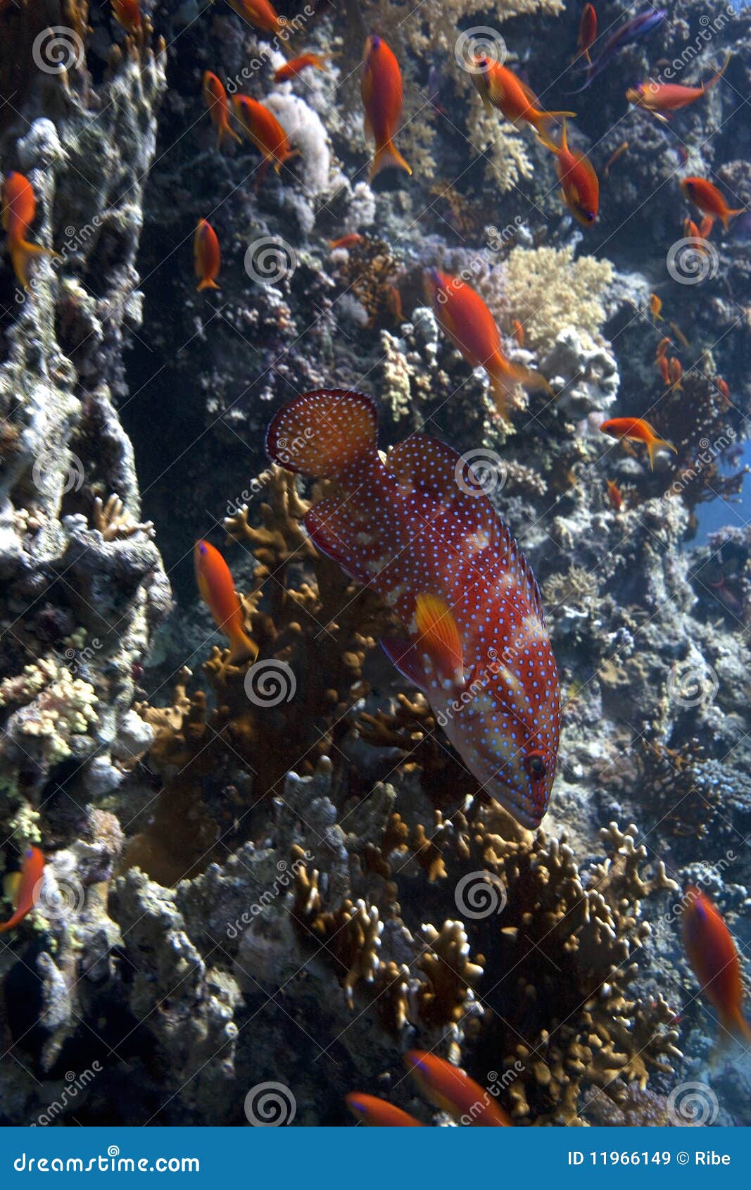 Red Sea coral grouper stock image. Image of colourfull - 11966149
