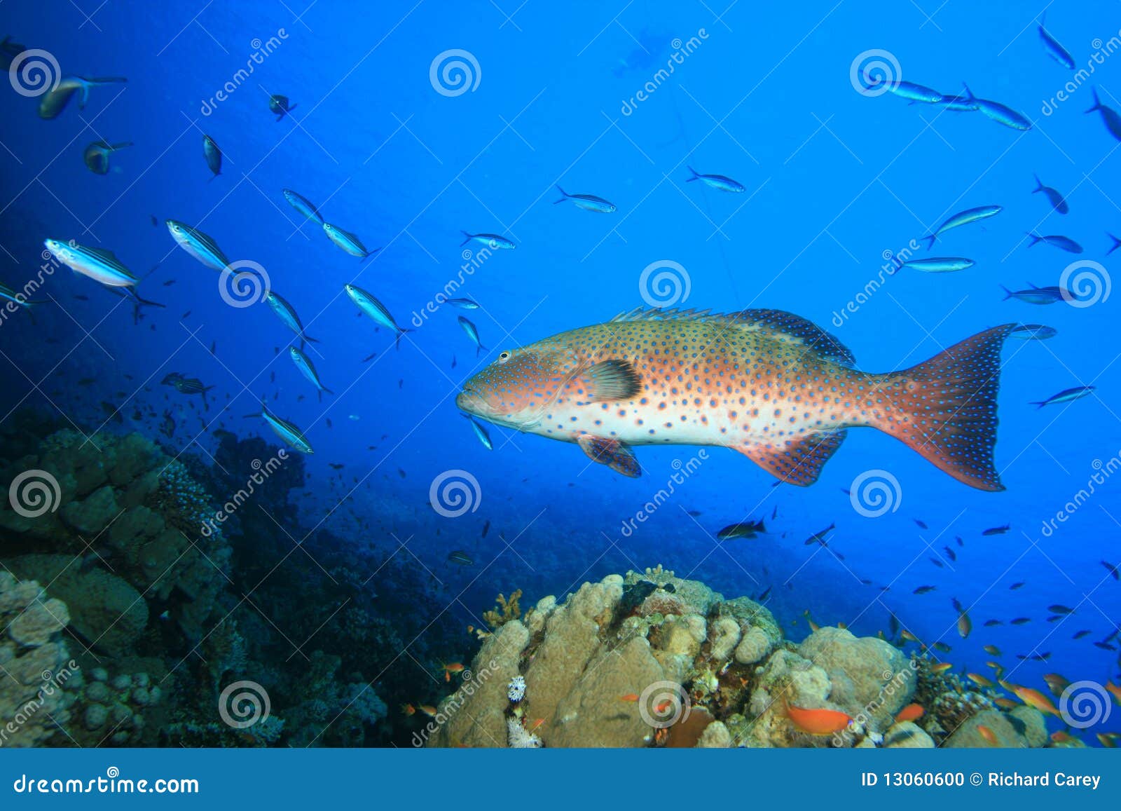 Red Sea Coral Grouper stock photo. Image of colorful - 13060600