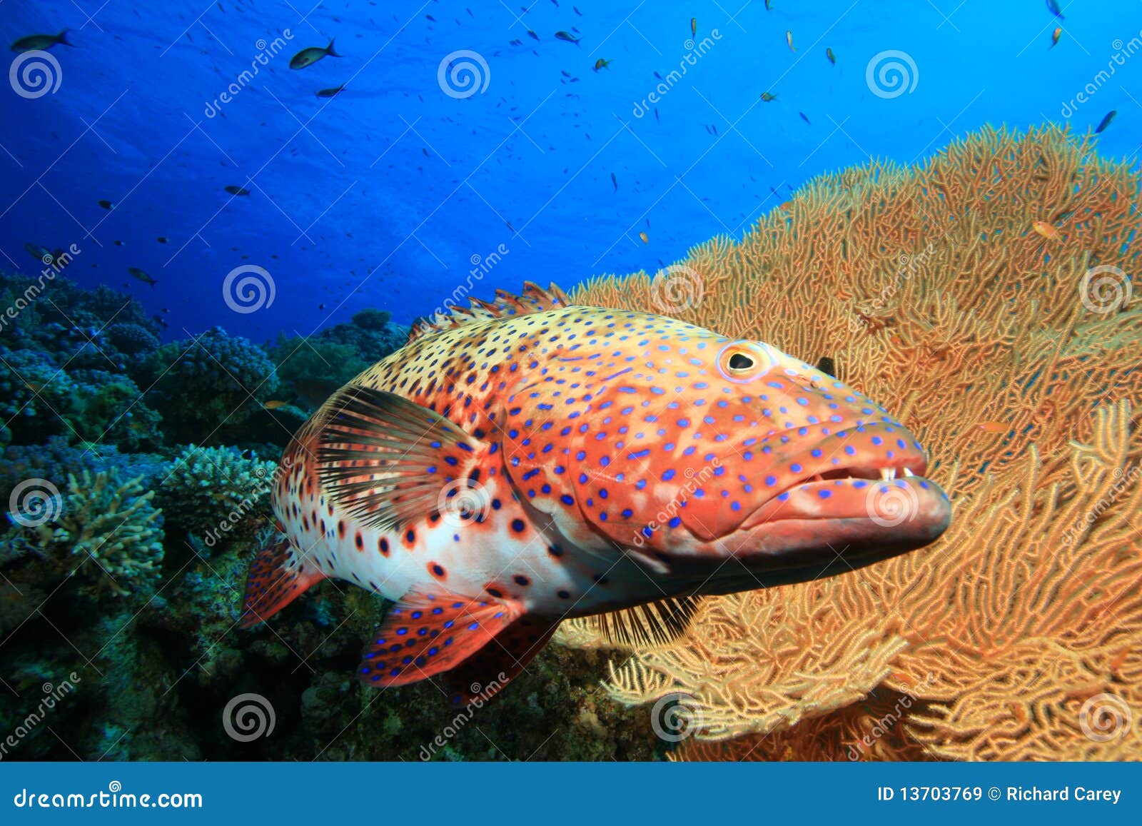 Red Sea Coral Grouper stock image. Image of ecosystem - 13703769