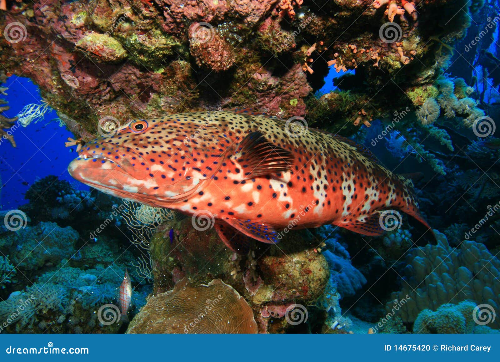 Red Sea Coral Grouper stock photo. Image of egypt, animal - 14675420