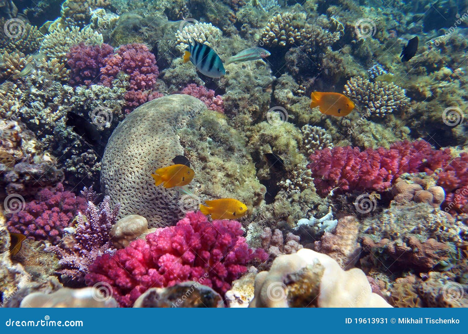 Red sea coral life stock image. Image of salt, marine - 19613931