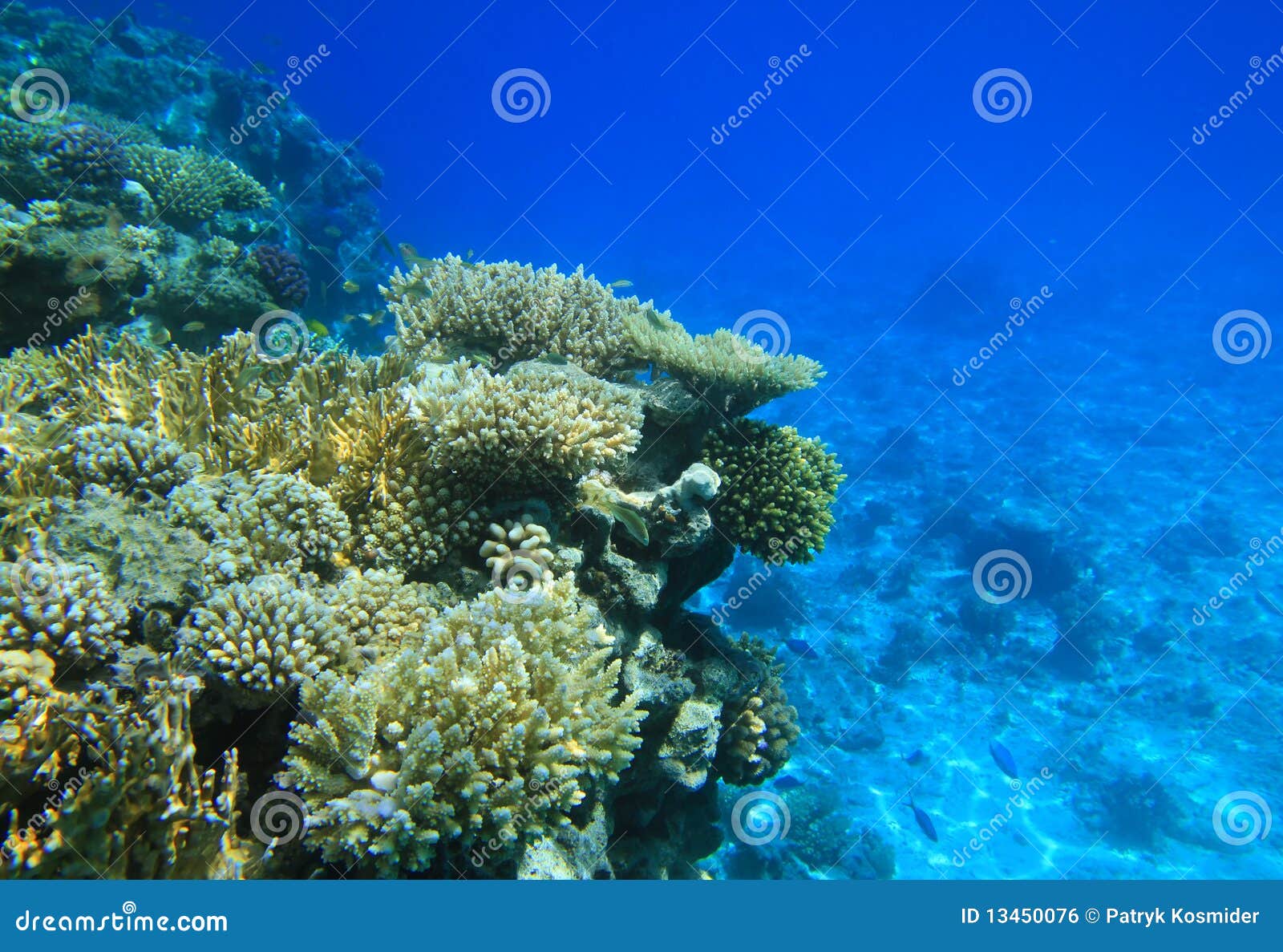 Red sea coral reef stock photo. Image of colony, sheikh - 13450076