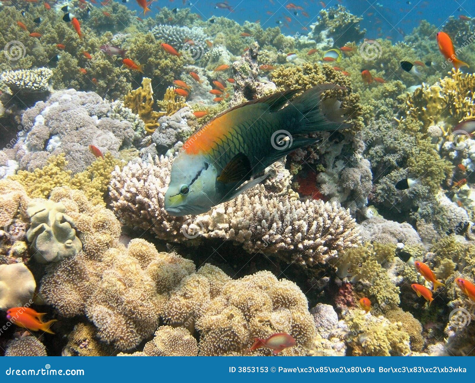 Red Sea Coral Reef stock image. Image of nature, seahorse - 3853153