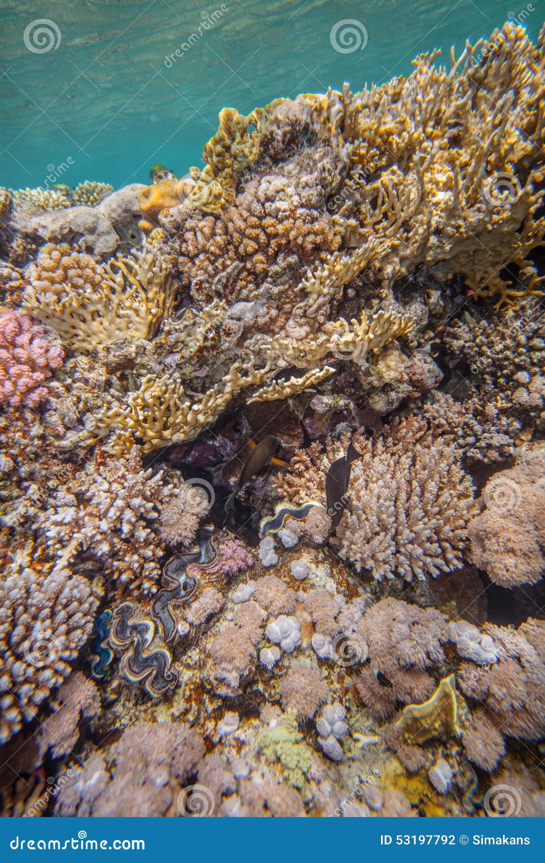 Red sea coral reef stock photo. Image of biodiversity - 53197792