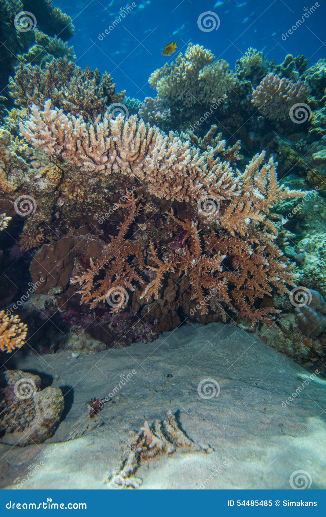 Red sea coral reef stock image. Image of caribbean, flavescent - 54485485