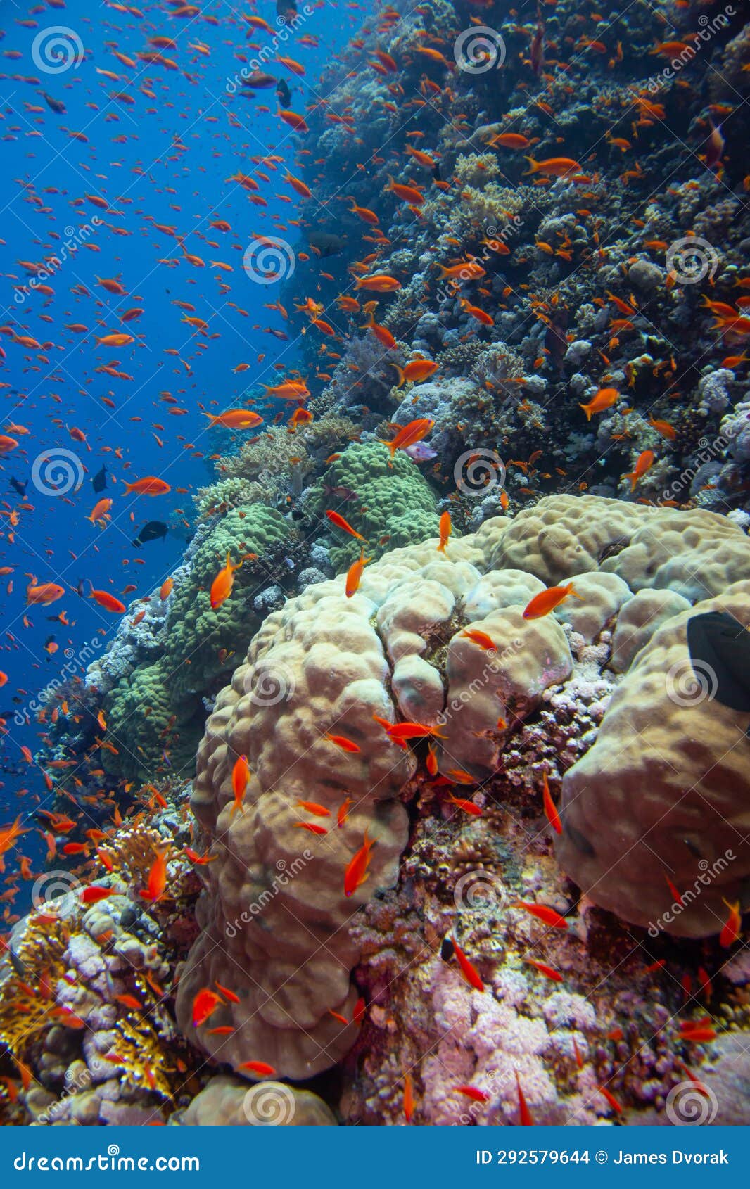 Red Sea coral Reef stock photo. Image of colorful, corals - 292579644