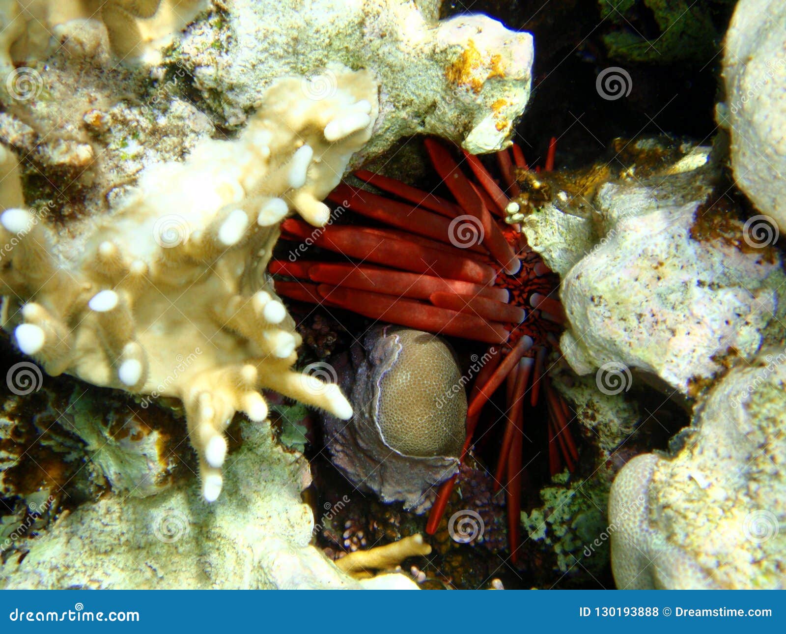 Red Sea creatures stock photo. Image of amazing, colors - 130193888