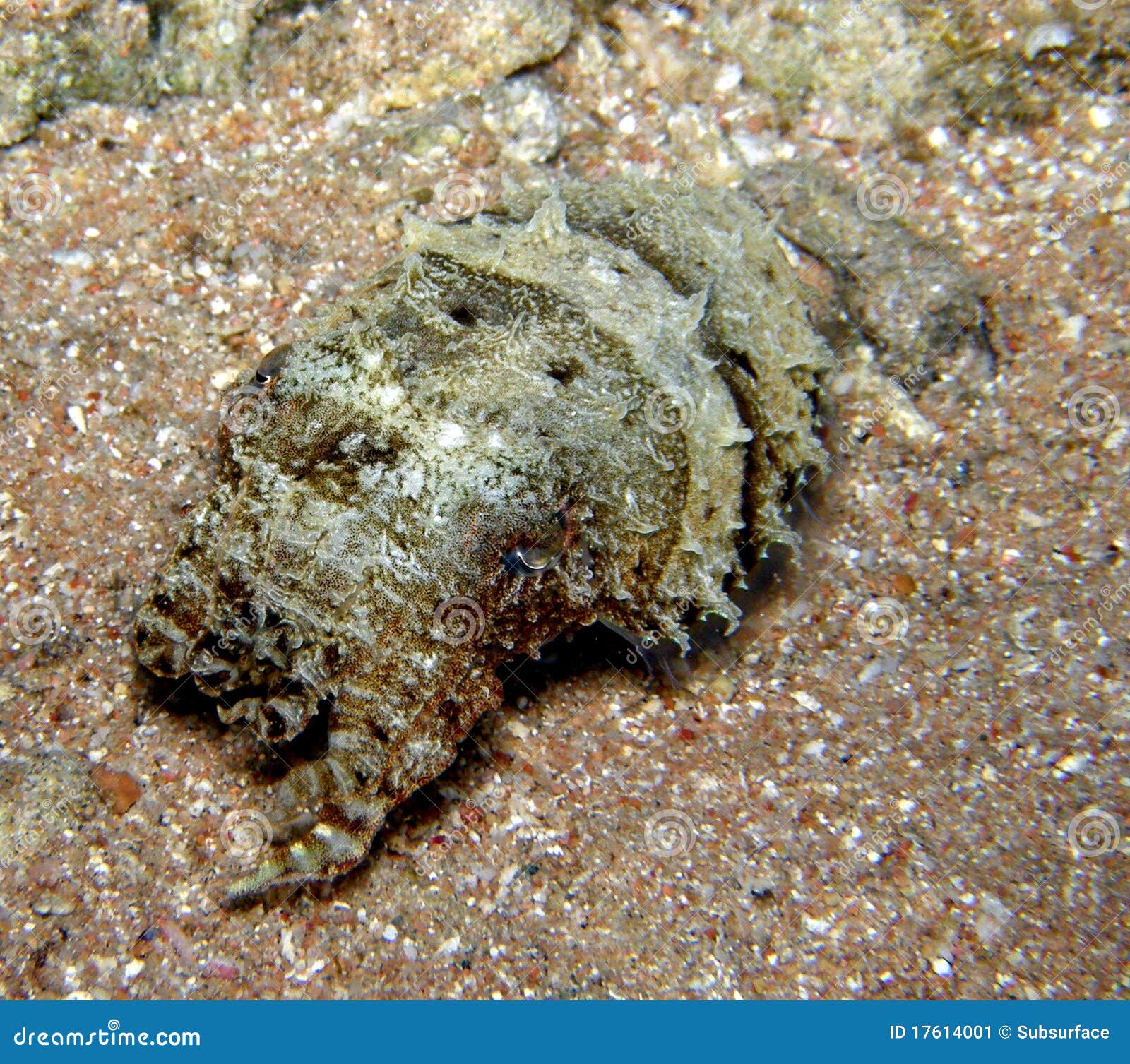 Red Sea Cuttlefish stock image. Image of deep, underwater - 17614001