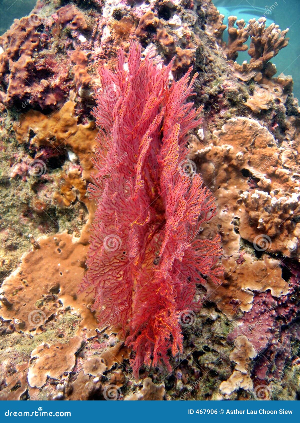 Red Sea Fan stock photo. Image of seafan, aquatic, reef - 467906