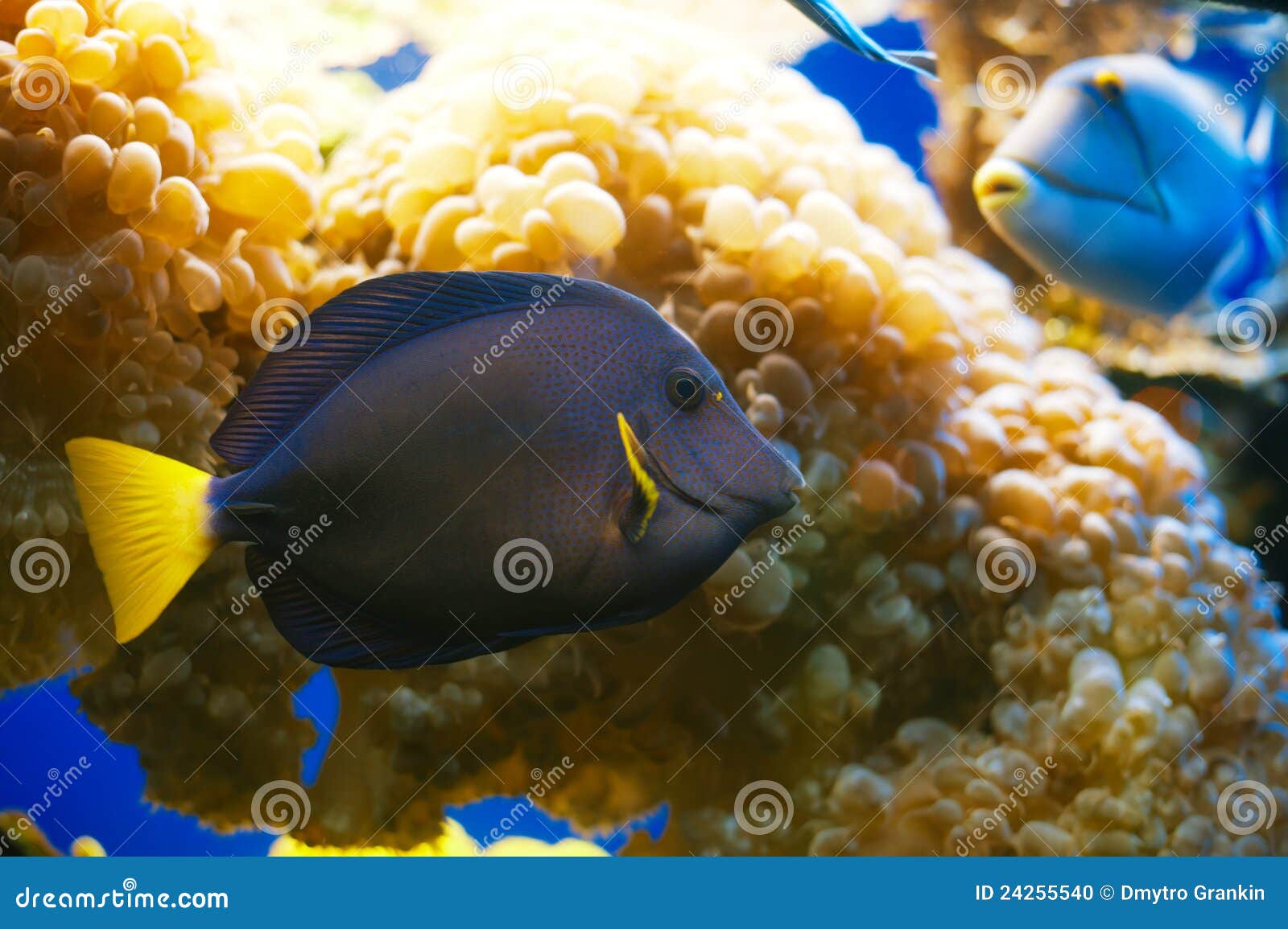 Red sea fish stock photo. Image of exotic, animal, colorful - 24255540