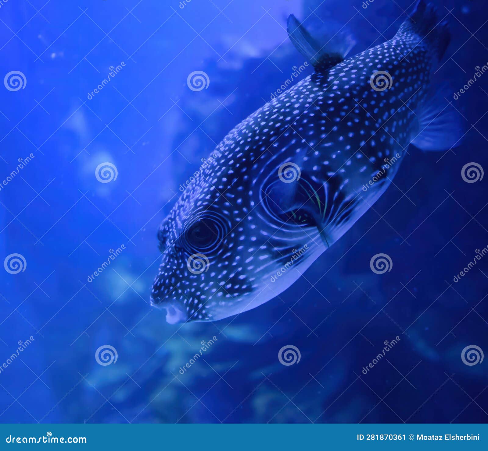 Red Sea Fish stock image. Image of exotic, nature, egypt - 281870361